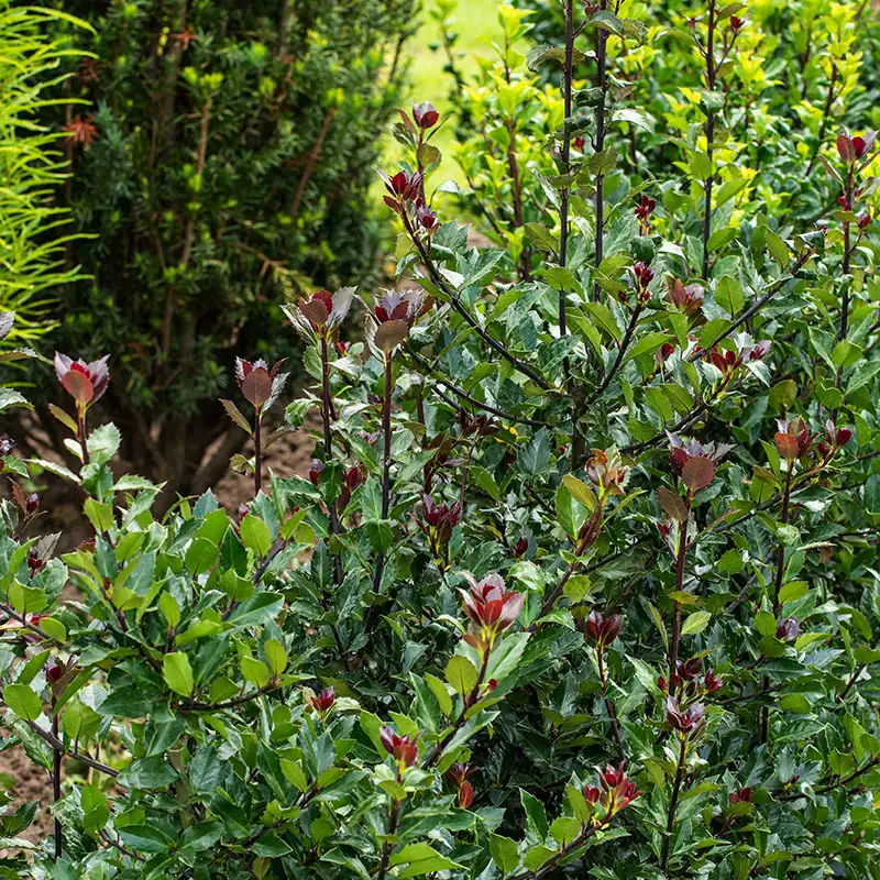 Castle Rouge blue holly | Spring Meadow - wholesale liners - Spring ...