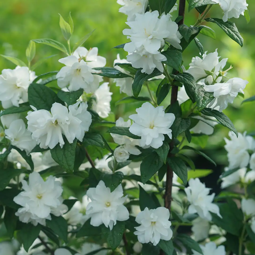 Illuminati Arch Philadelphus | wholesale liners | - Spring Meadow Nursery