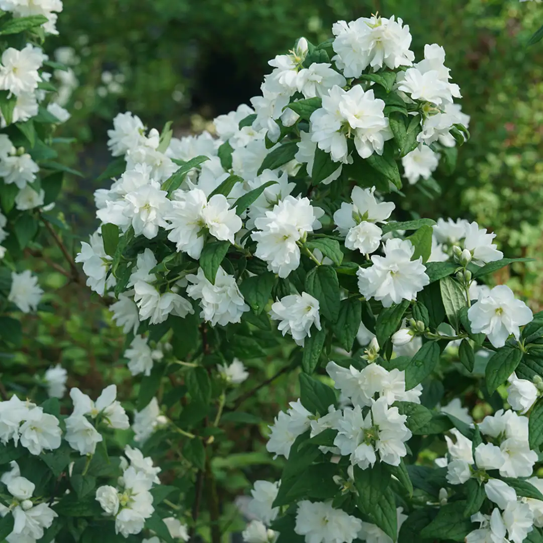 Illuminati Arch Philadelphus | wholesale liners | - Spring Meadow Nursery