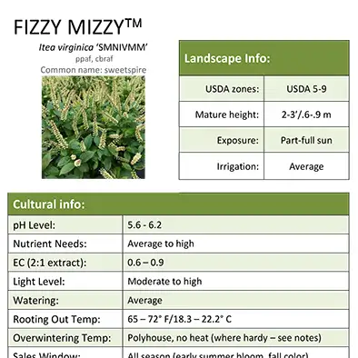 Fizzy Mizzy™ Itea Grower Sheet - Spring Meadow Nursery