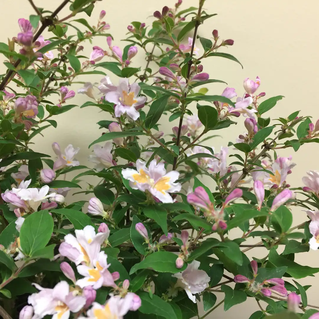 Jolene Jolene Kolkwitzia | Spring Meadow - wholesale liners - Spring ...