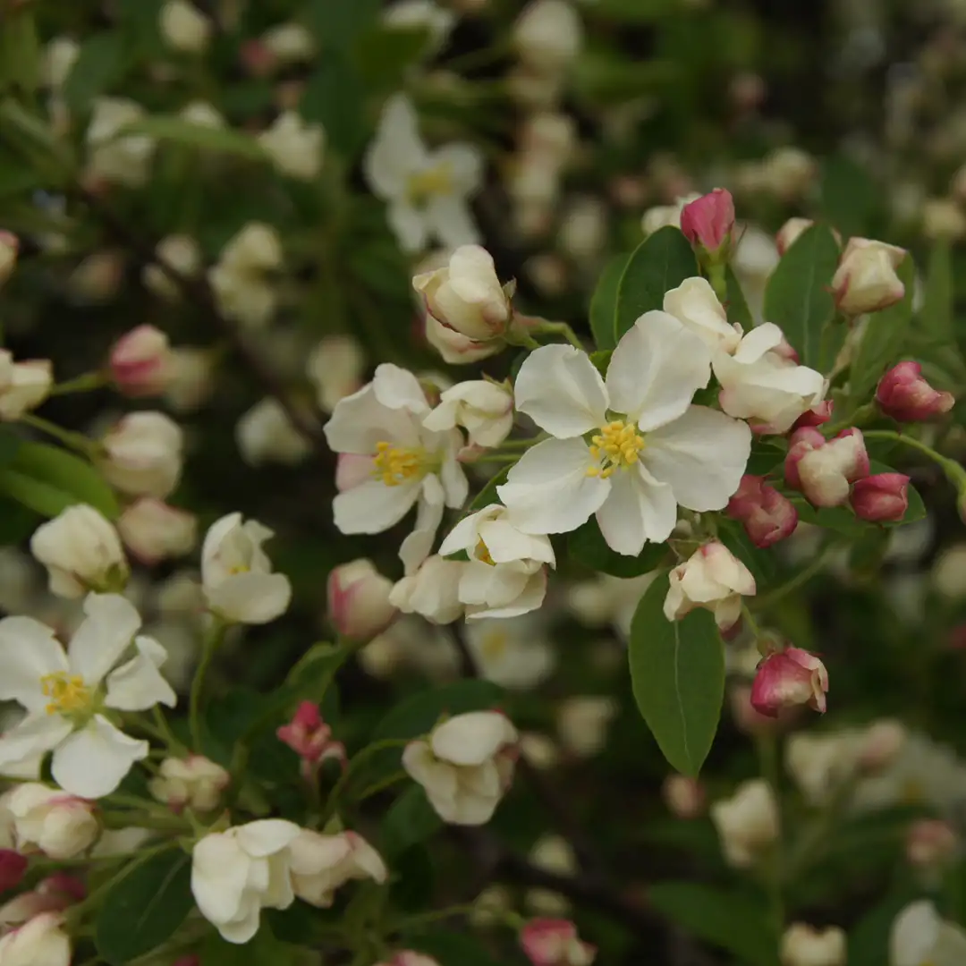 Lollipop Malus | Proven Winners Trees | - Spring Meadow Nursery