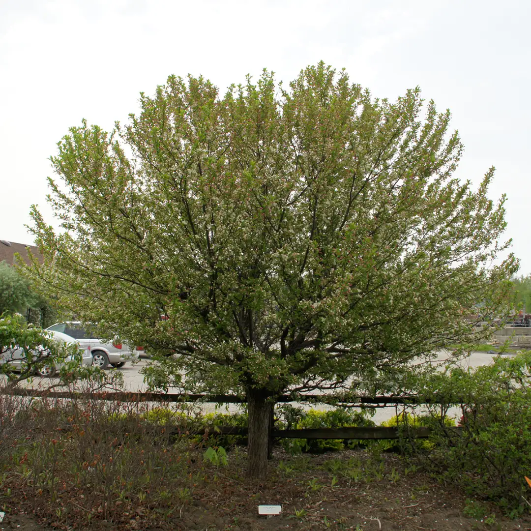 Lollipop Malus | Proven Winners Trees | - Spring Meadow Nursery