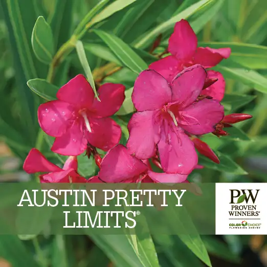 Austin Pretty Limits® Nerium Benchcard - Spring Meadow Nursery