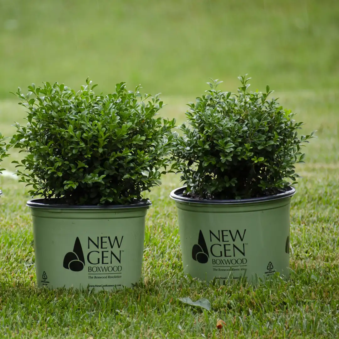 Boxwood Varieties Winter Gem Boxwood Shrubs For Sale At Arbor Day's