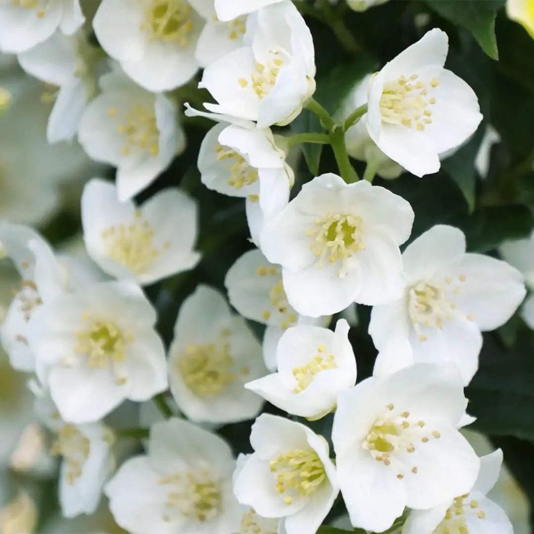 Illuminati Tower Philadelphus | wholesale liners | - Spring Meadow Nursery