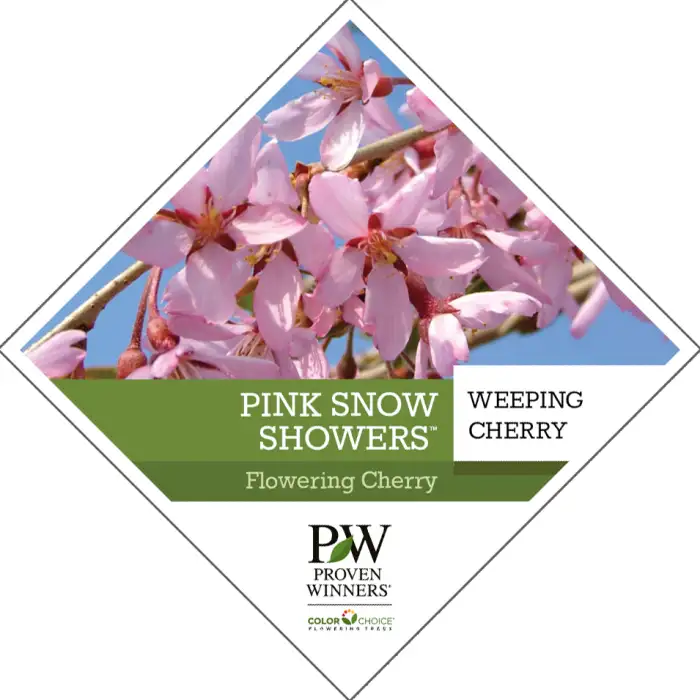 Pink Snow Showers™ Flowering Cherry Tag - Spring Meadow Nursery
