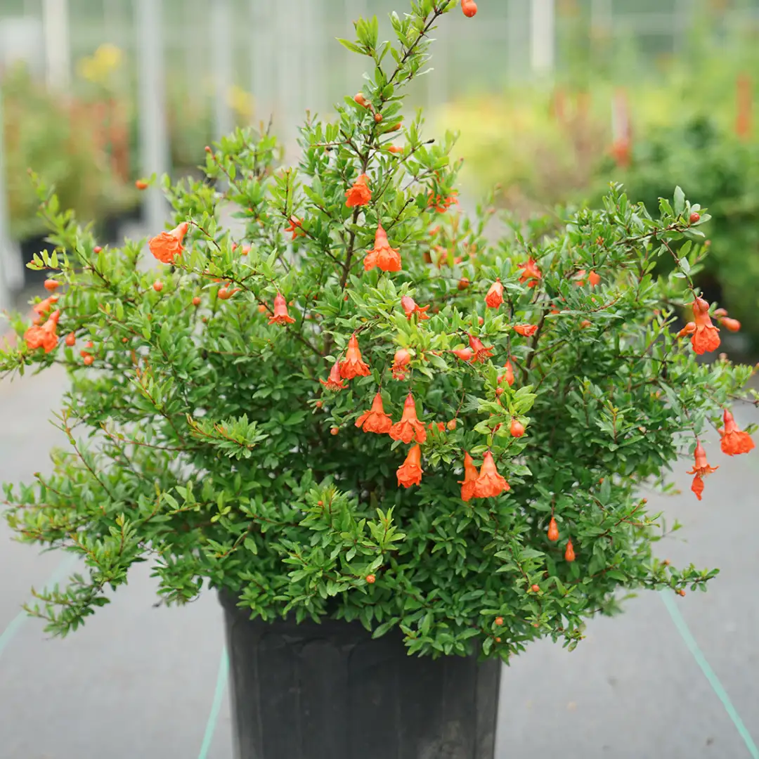 Peppy Le Pom Punica | - Spring Meadow Nursery