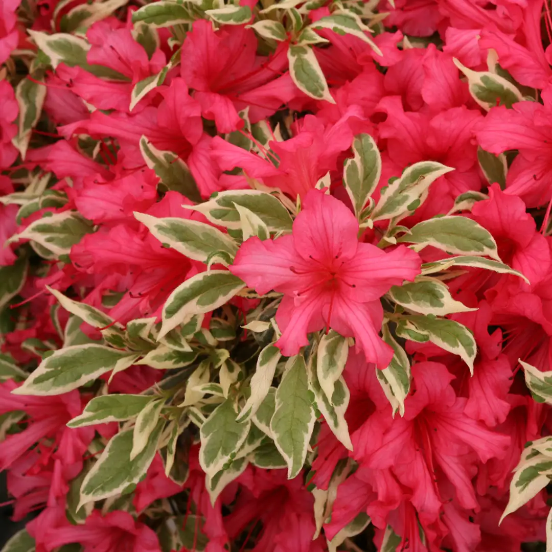 Bollywood Azalea | Spring Meadow - wholesale liners - Spring Meadow Nursery