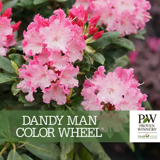 Dandy Man Color Wheel® Rhododendron Benchcard - Spring Meadow Nursery
