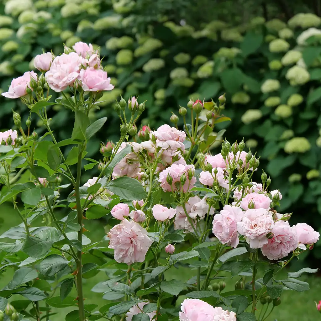 Reminiscent Pink Rose | Spring Meadow - wholesale liners - Spring ...