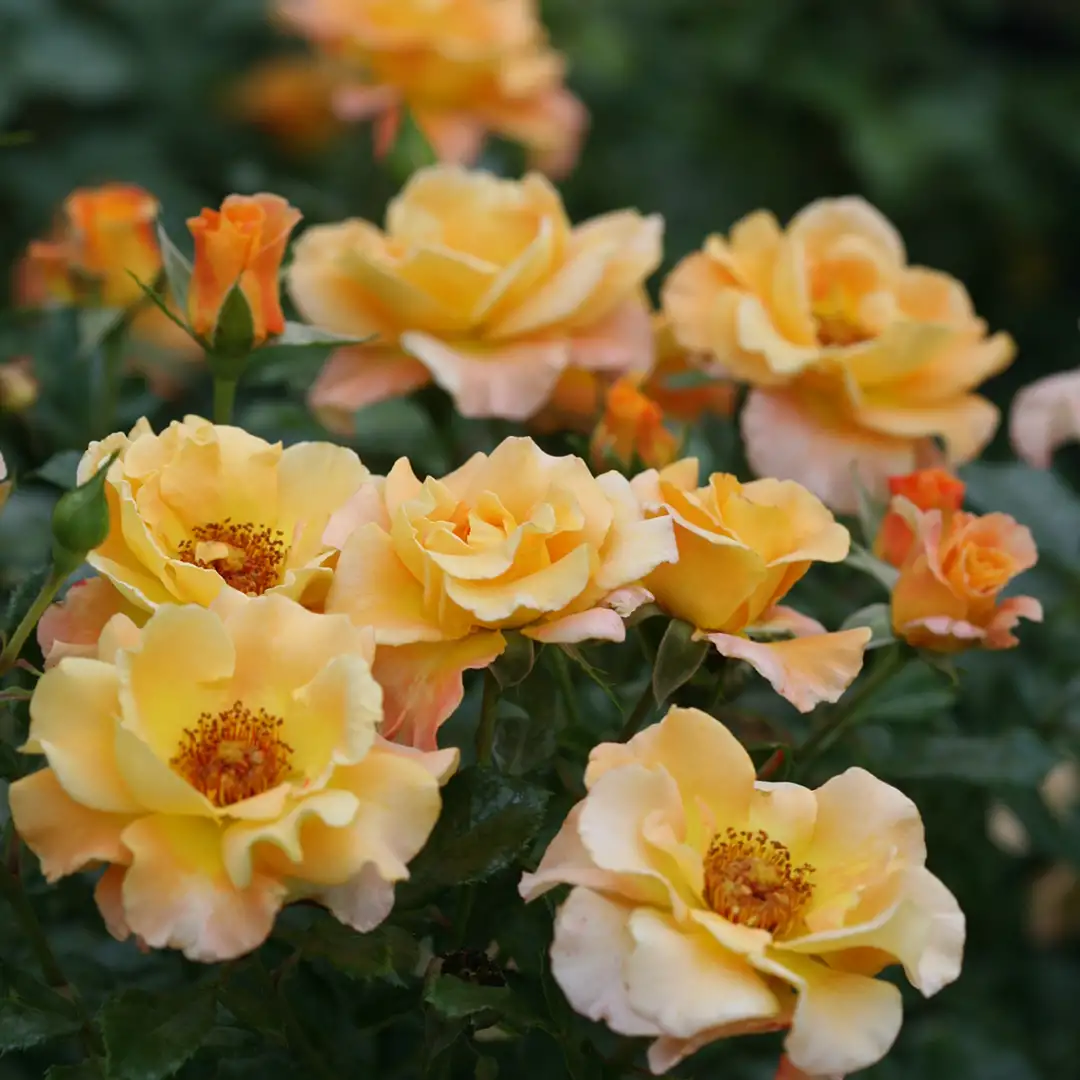 Suñorita Rose | Spring Meadow - wholesale liners - Spring Meadow Nursery