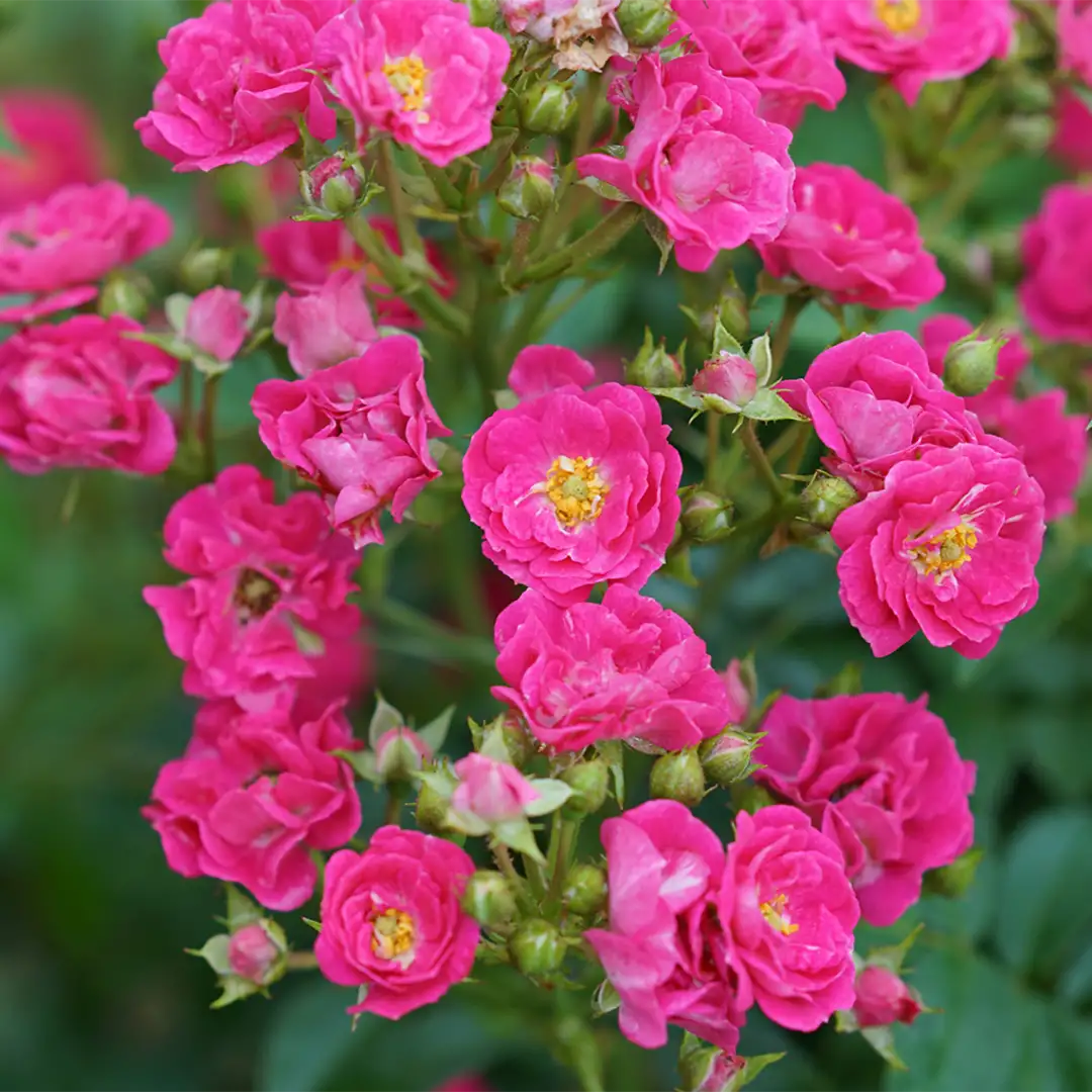 Oso Easy Peasy Rose | wholesale liners | - Spring Meadow Nursery