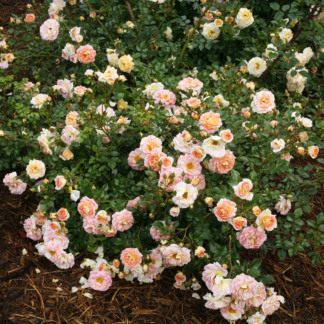Oso Easy Peachy Cream Rose | Spring Meadow - wholesale liners - Spring ...