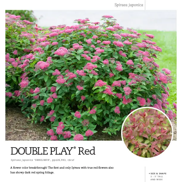 Double Play® Red Spiraea Spec Sheet - Spring Meadow Nursery