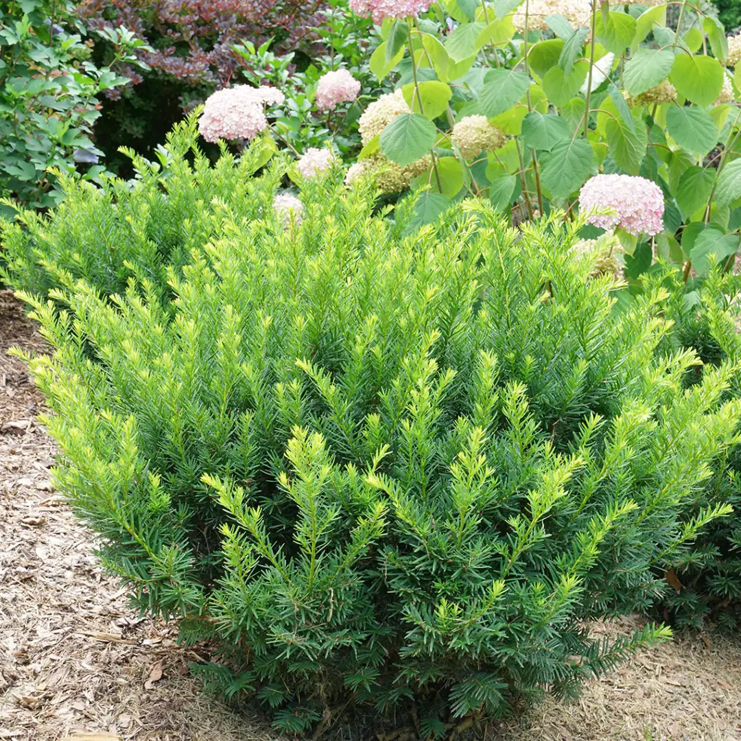 Stonehenge Dark Druid Taxus | wholesale liners | - Spring Meadow Nursery