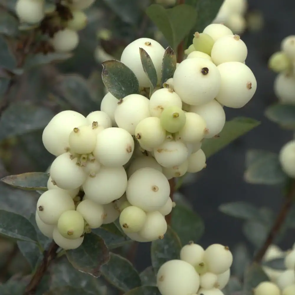 Proud Berry Pearl Symphoricarpos | Spring Meadow - wholesale liners ...