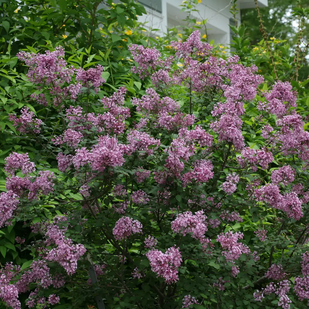 Bloomerang Purple Syringa | Spring Meadow - wholesale liners - Spring ...
