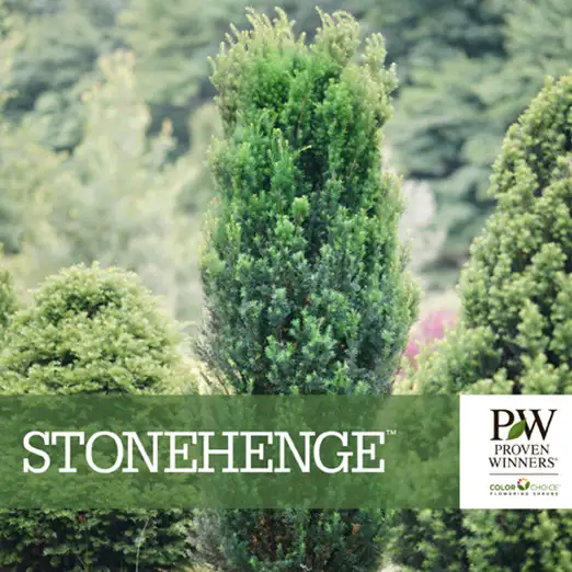 Stonehenge® Taxus Benchcard - Spring Meadow Nursery