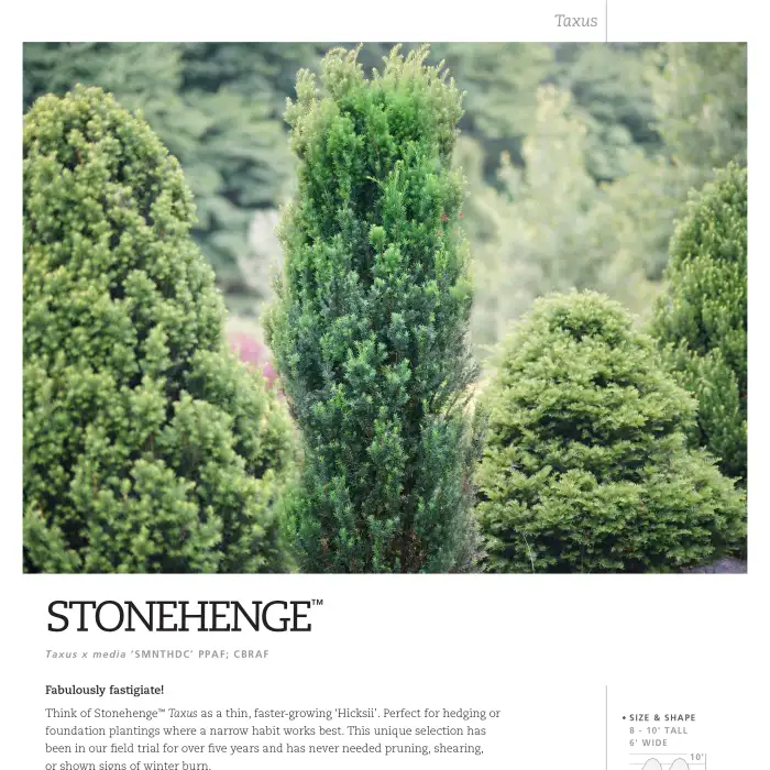 Stonehenge® Taxus Spec Sheet - Spring Meadow Nursery
