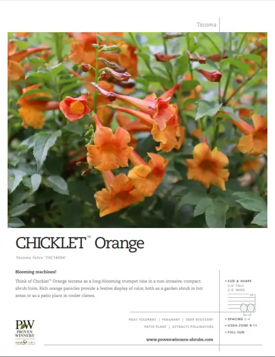Chicklet™ Orange Tecoma spec sheet - Spring Meadow Nursery
