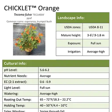 Chicklet™ Orange Tecoma Grower Sheet - Spring Meadow Nursery