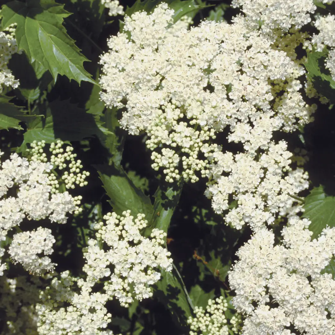 Blue Muffin Viburnum | Spring Meadow - wholesale liners - Spring Meadow ...