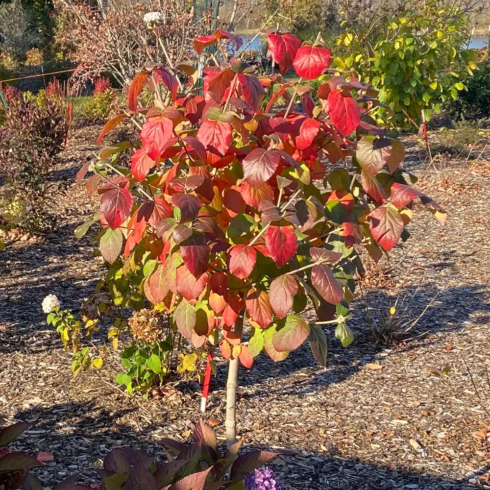 Spice Cowboy Viburnum | Spring Meadow - wholesale liners - Spring ...
