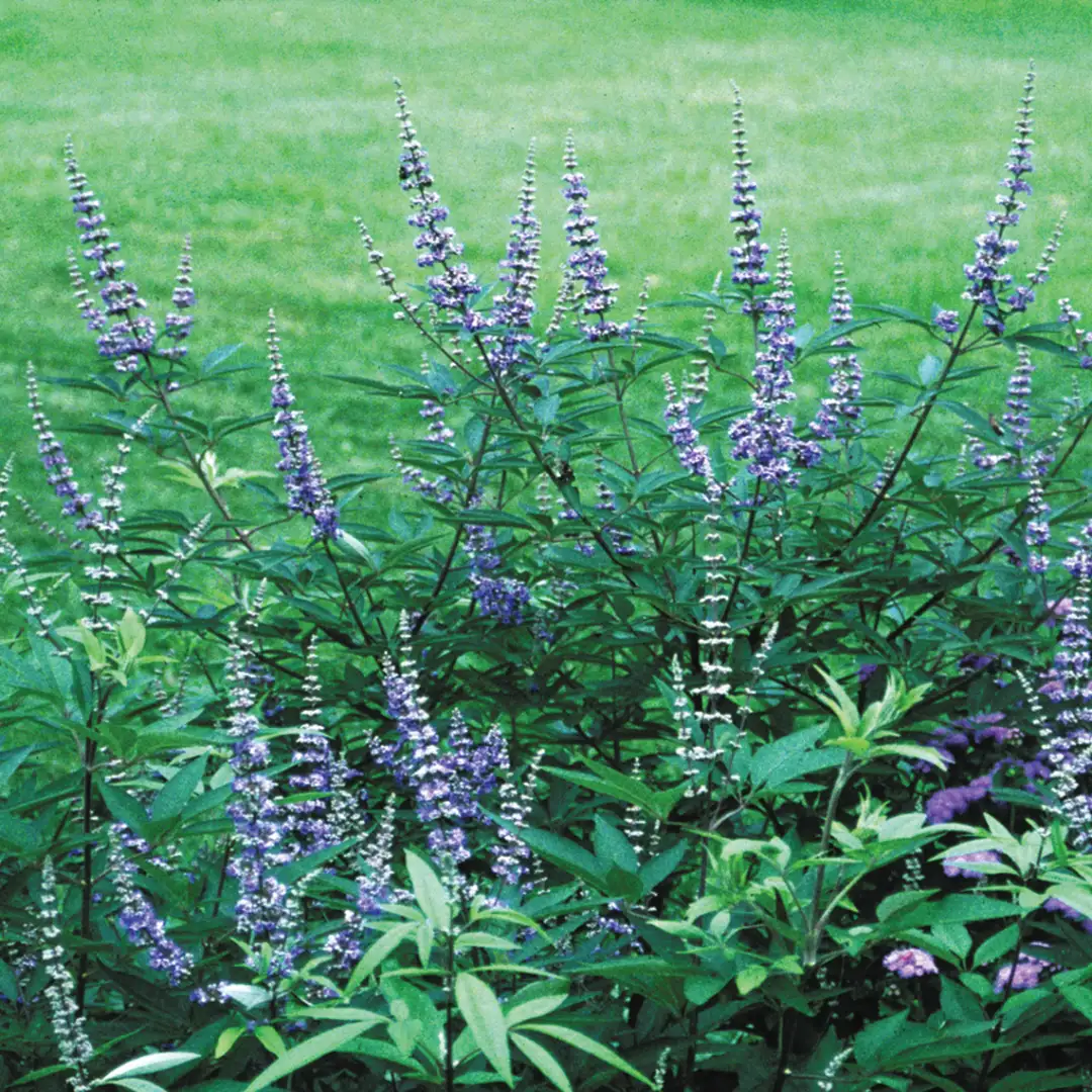 Abbeville Blue Vitex | Spring Meadow - wholesale liners - Spring Meadow ...
