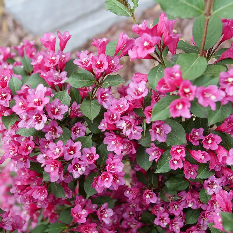 Sonic Bloom Punch weigela | Spring Meadow - wholesale liners - Spring ...